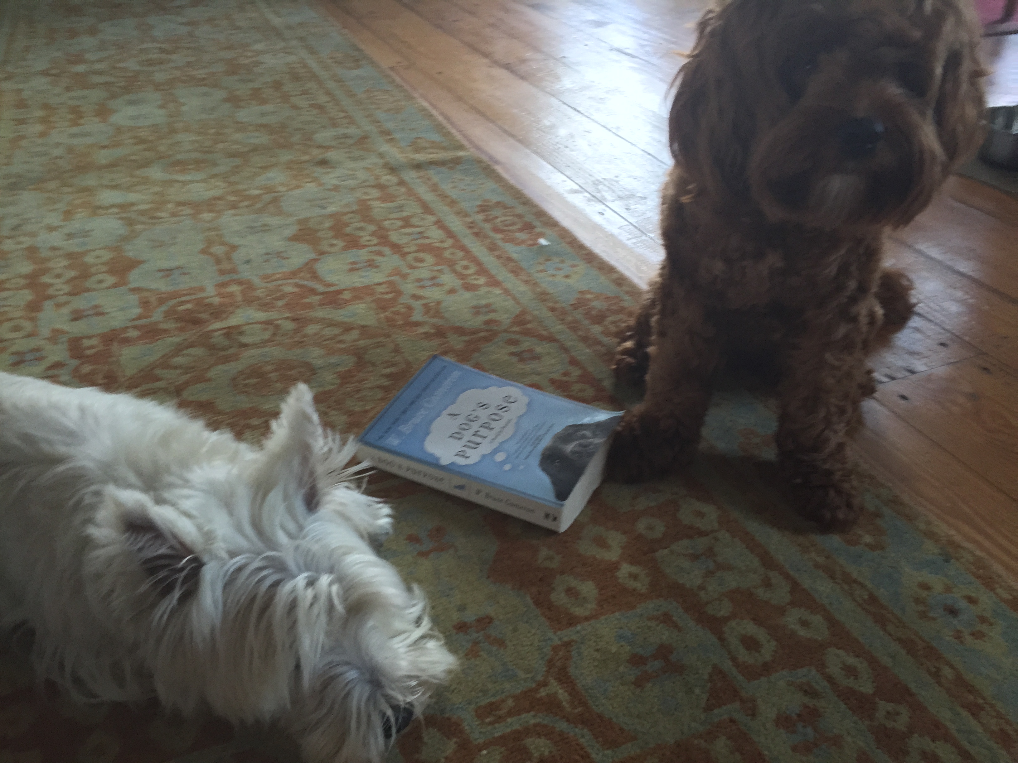 “A Dog’s Purpose” – W. Bruce Cameron – Dog Eared Tails