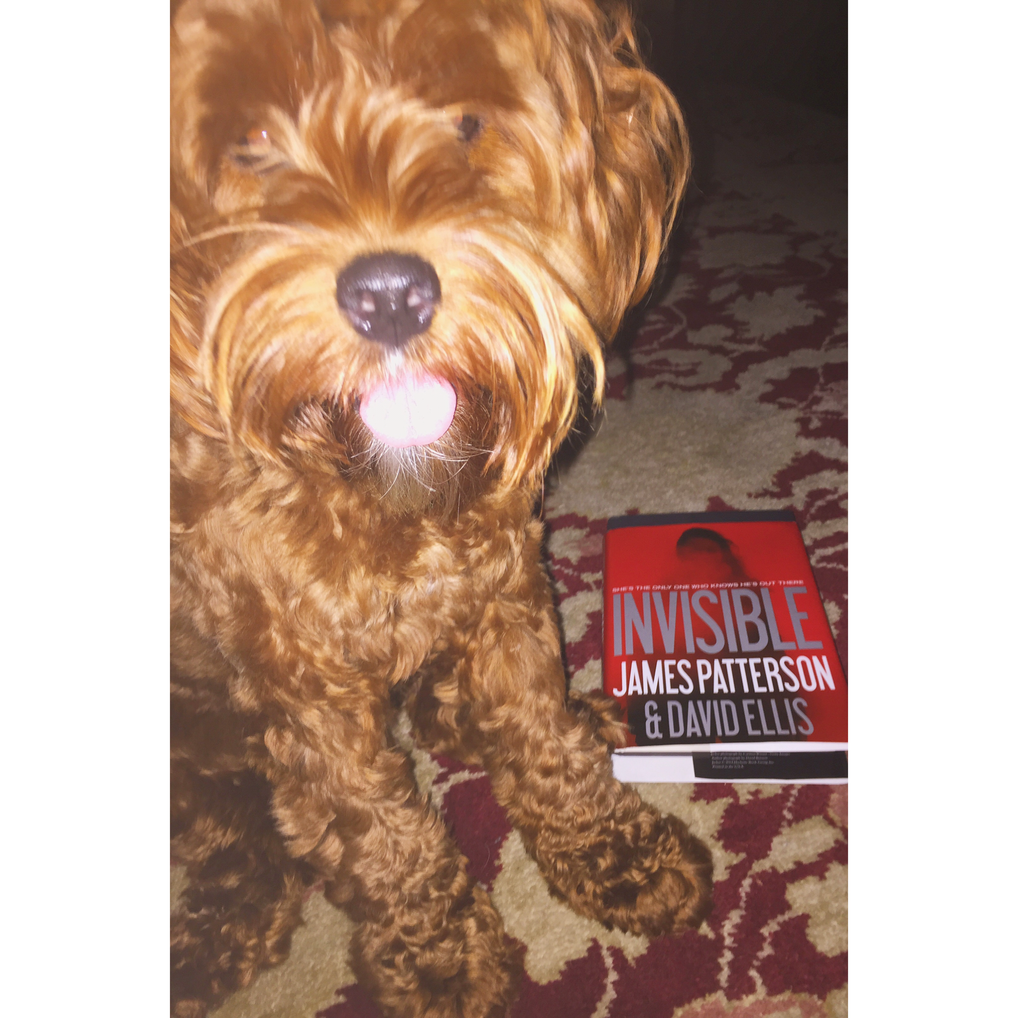 “Invisible” – James Patterson – Dog Eared Tails
