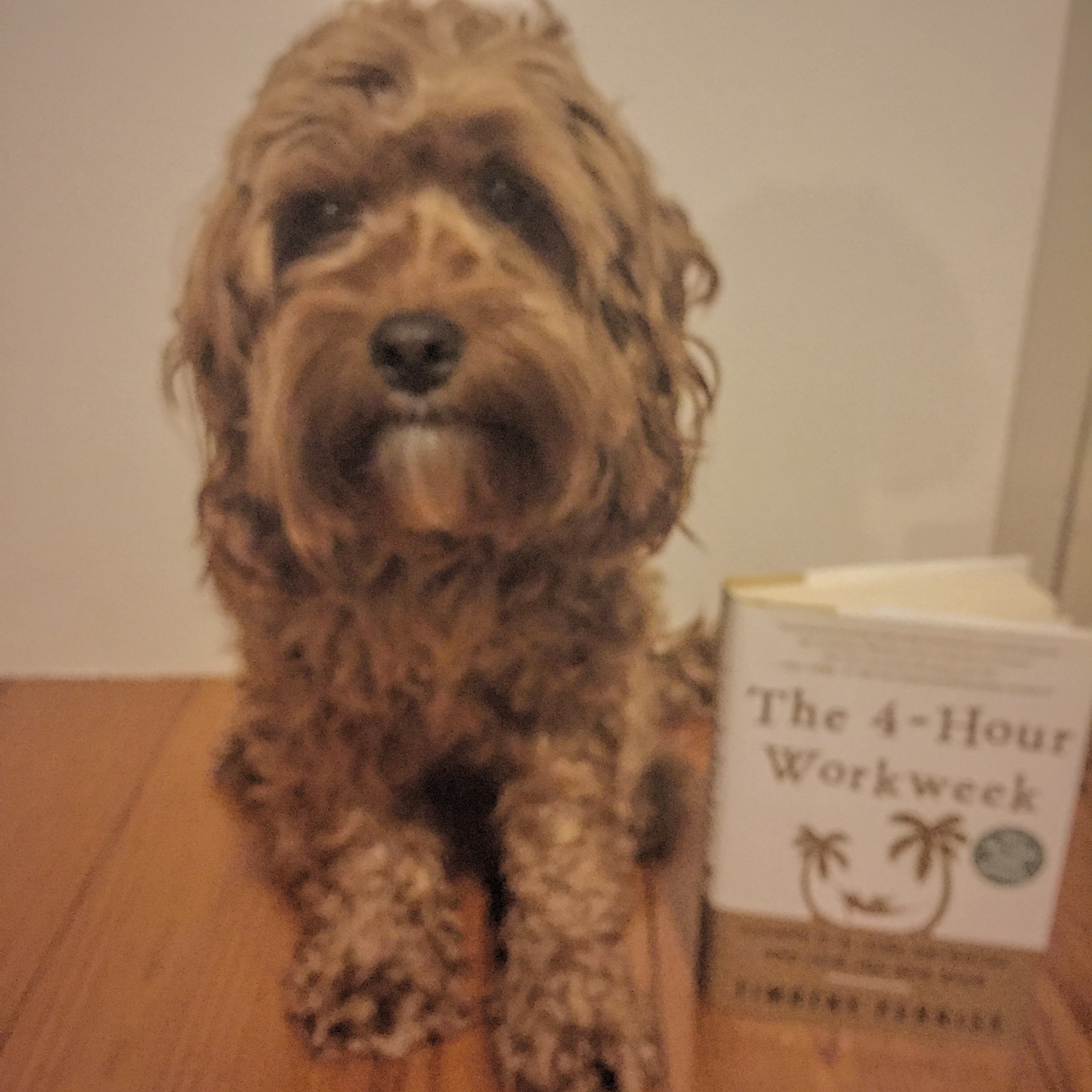 The 4-Hour Workweek by Timothy Ferriss – Dog Eared Tails