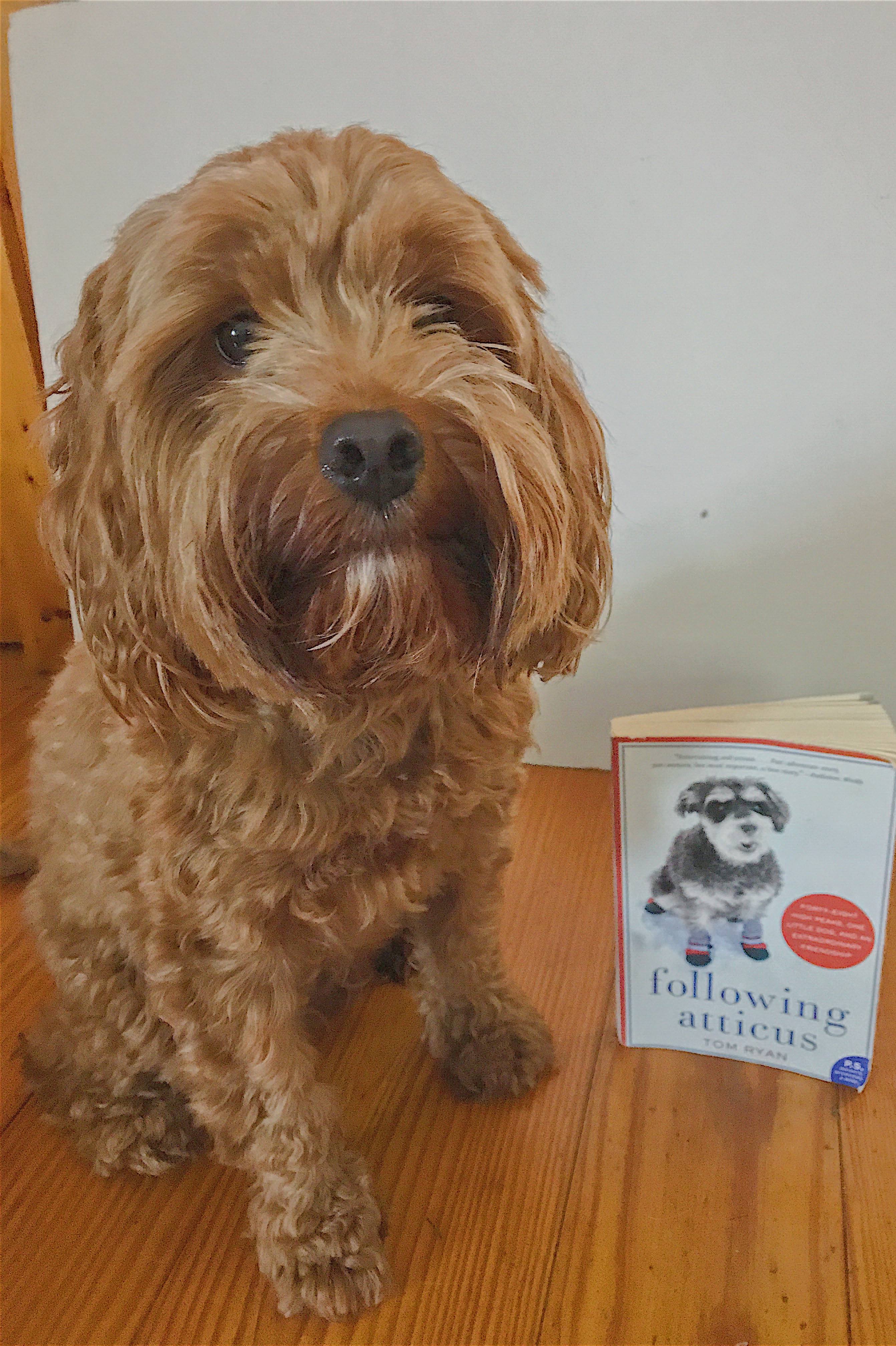 “Following Atticus” by Tom Ryan – Dog Eared Tails
